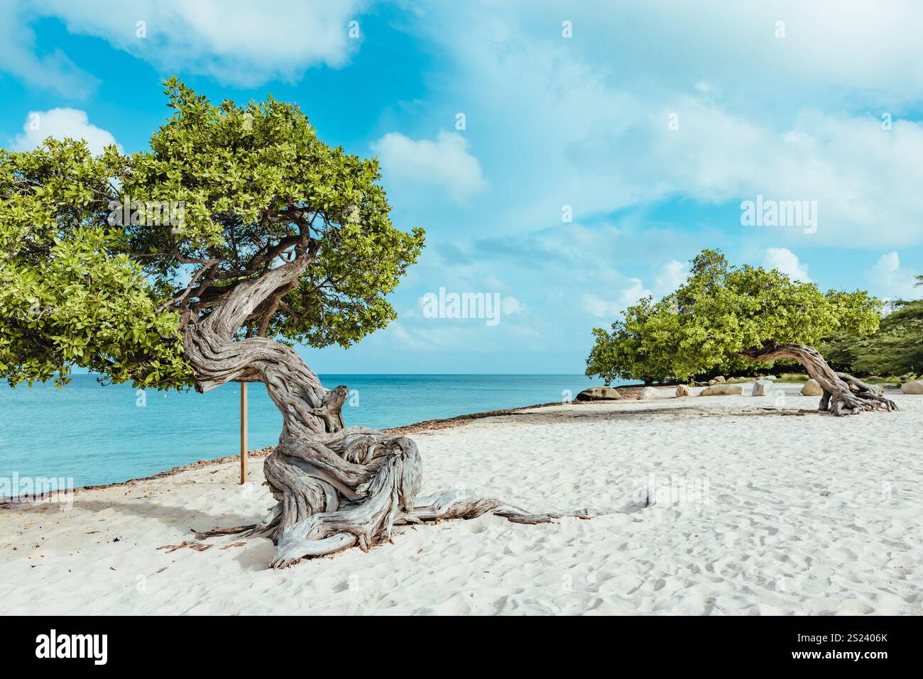 The 'Fofoti Trees', an iconic attraction on Eagle Beach, in the west of ...