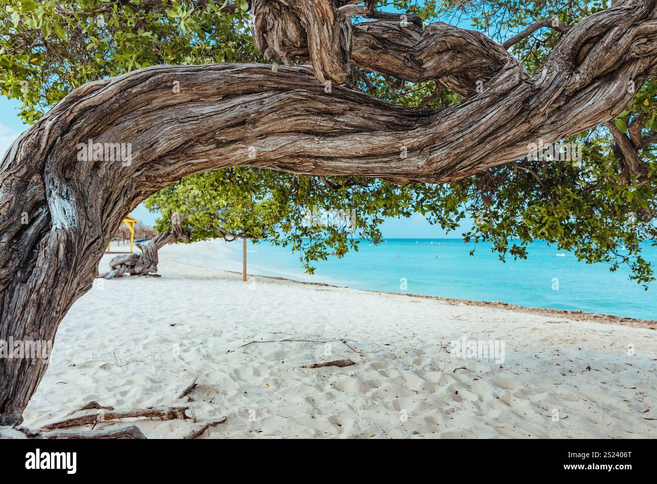 The 'Fofoti Trees', an iconic attraction on Eagle Beach, in the west of ...