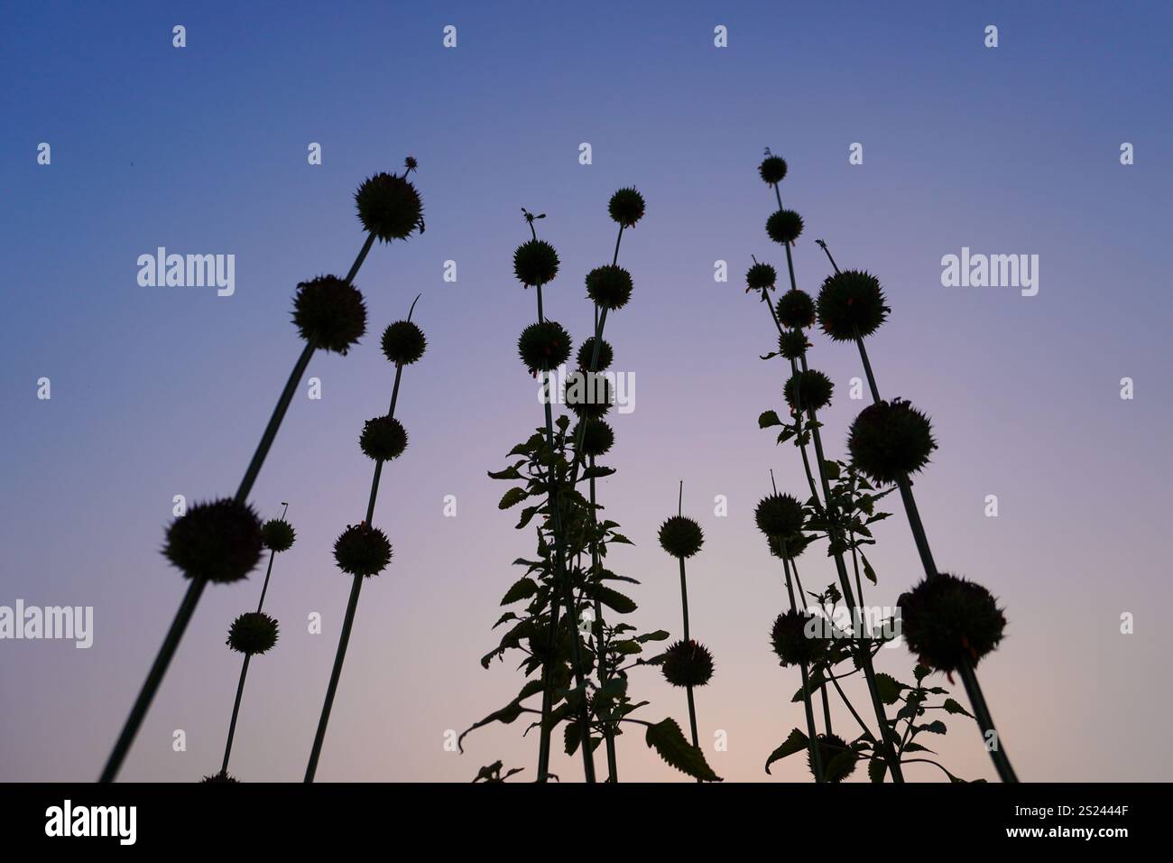 Towards noon hi-res stock photography and images - Alamy