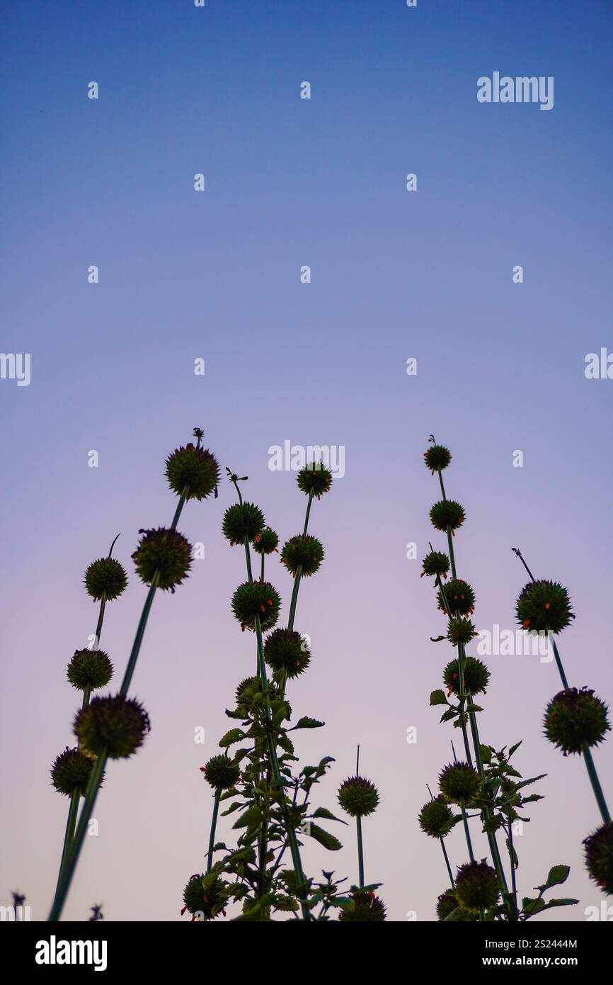 Plants rising towards sky Stock Photo - Alamy