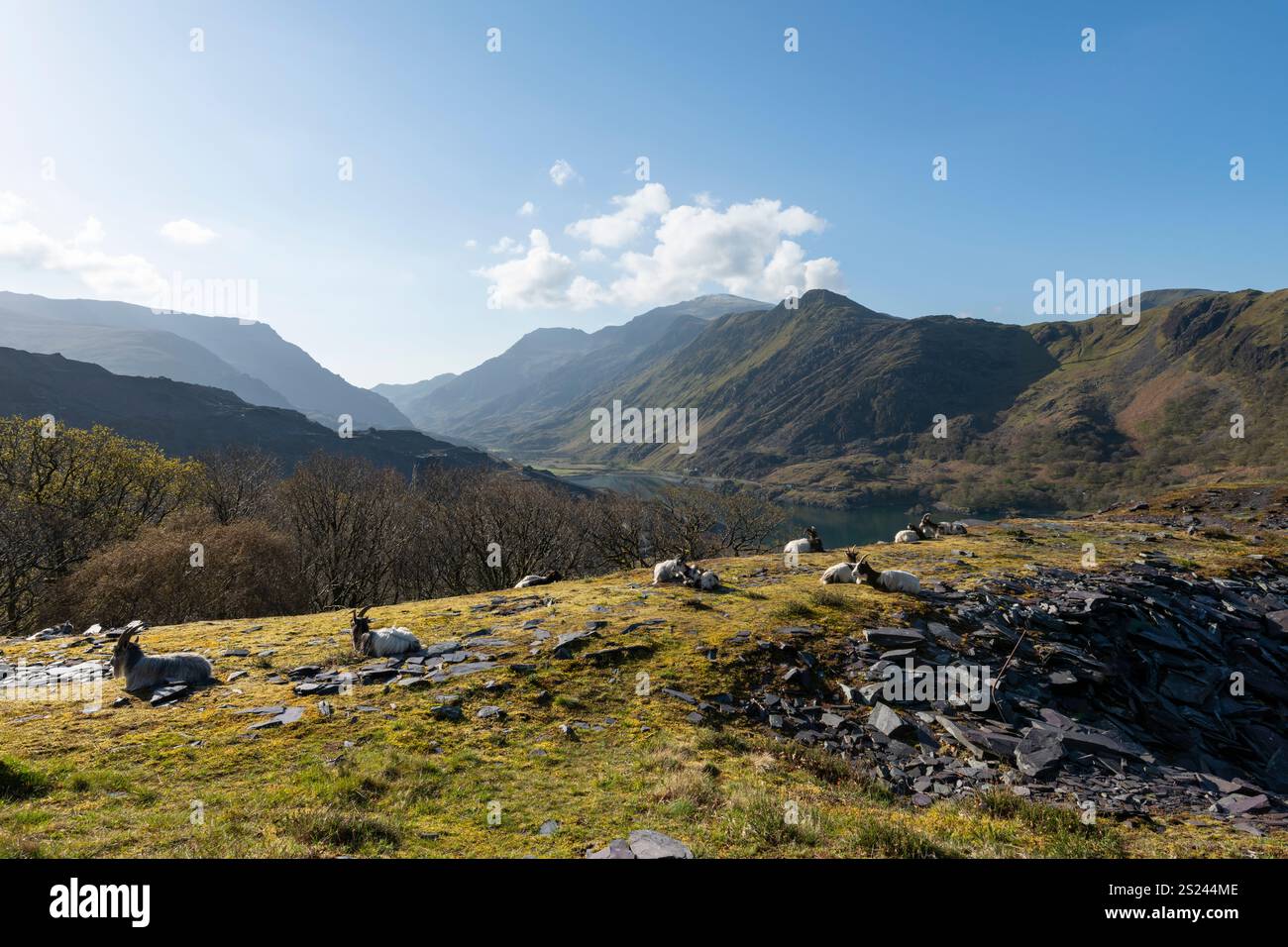 Hers of goats hi-res stock photography and images - Alamy