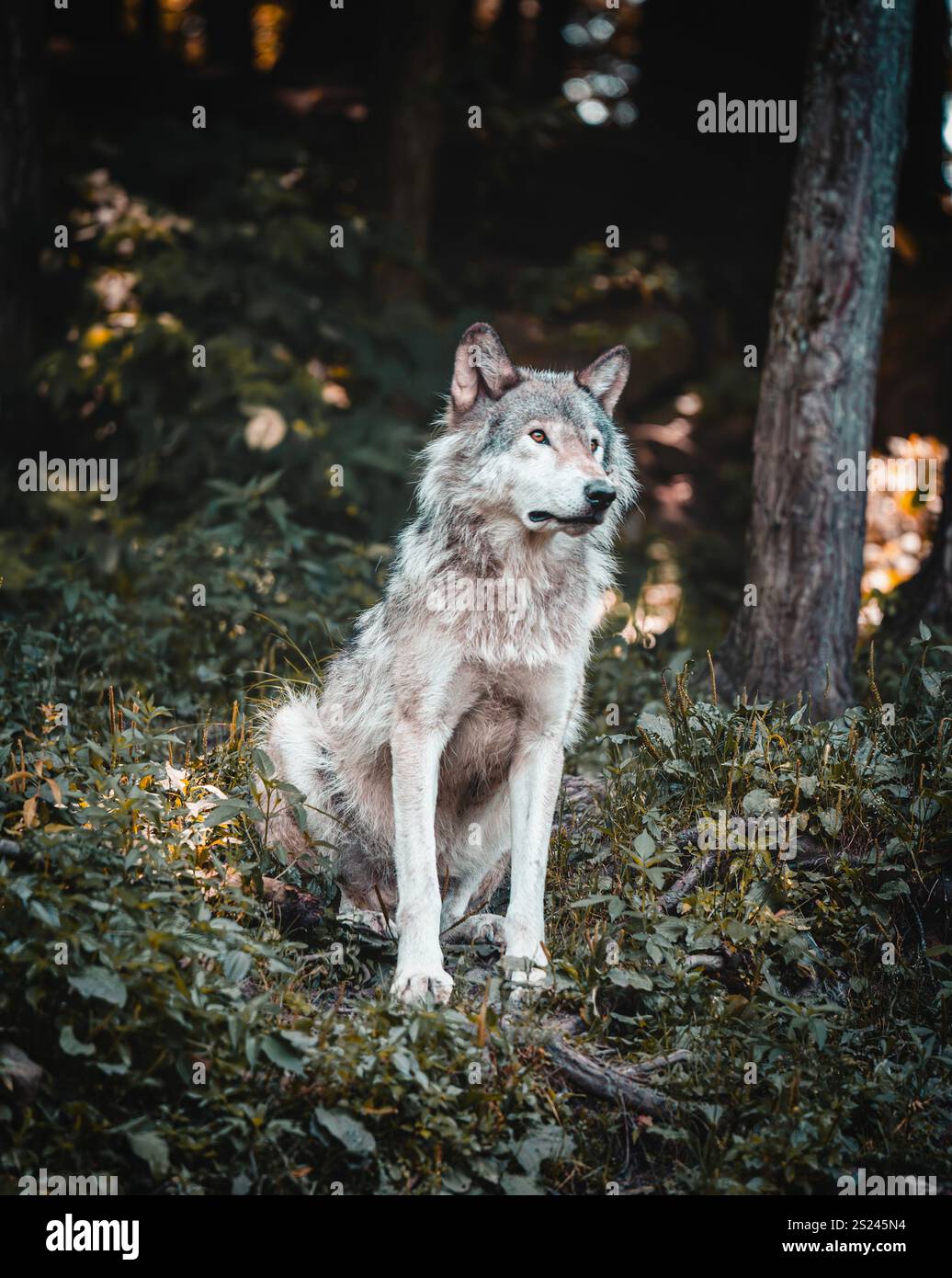 Majestic wolf in a serene forest setting, embodying strength and grace ...