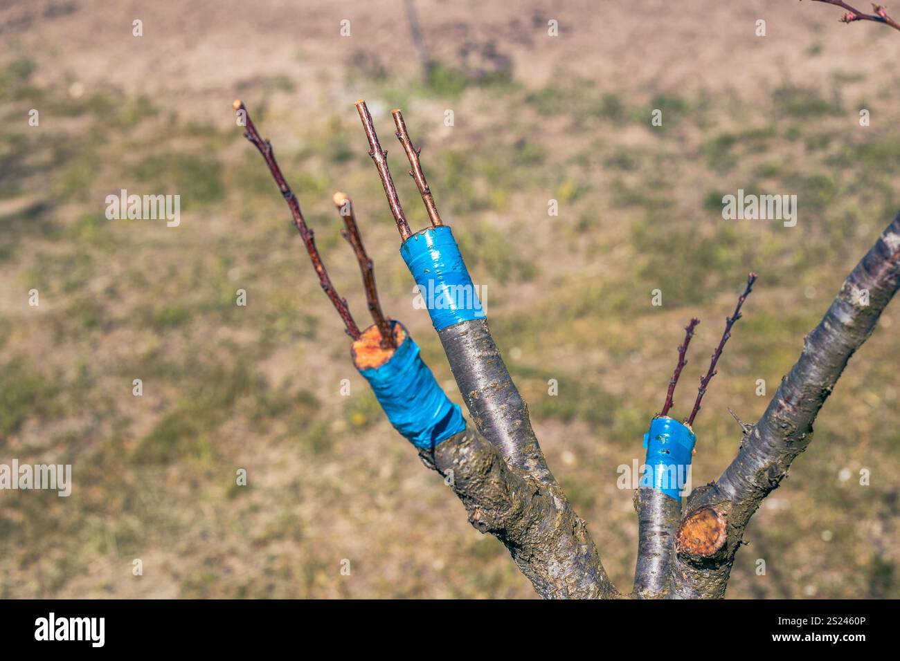 Grafted apricot tree onto plum using the cleft method. Scion and ...