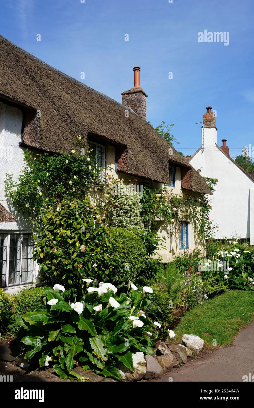 Dunster thatched cottgae hi-res stock photography and images - Alamy