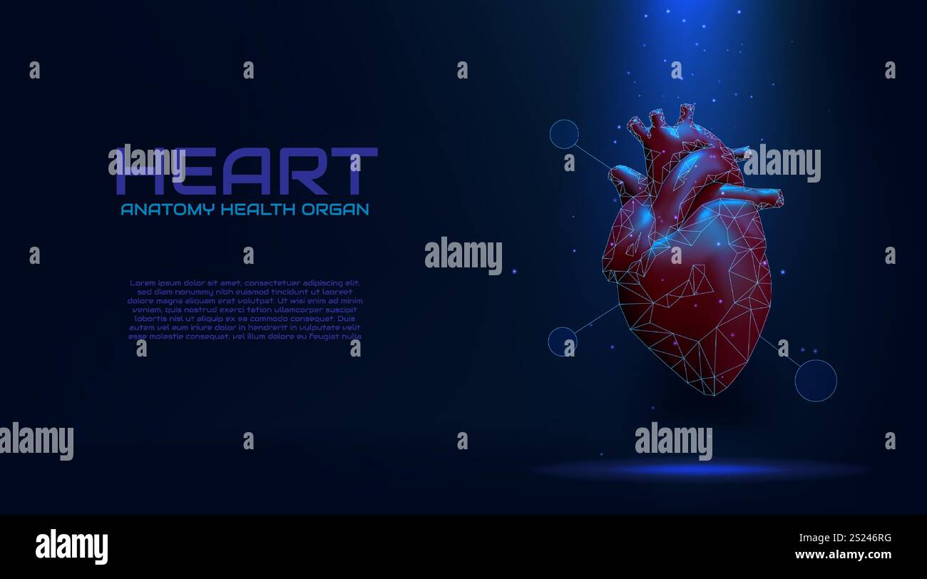 Human heart. Anatomy organ. Health care. Digital cardiology diagnostic ...