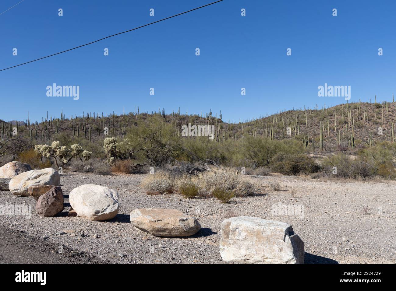 Tucson the vast desert landscape showcases numerous tall cacti ...