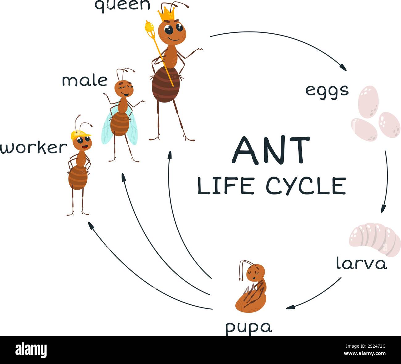 Ant life stages cycle. Eggs larva pupa and adult ants worker male and ...