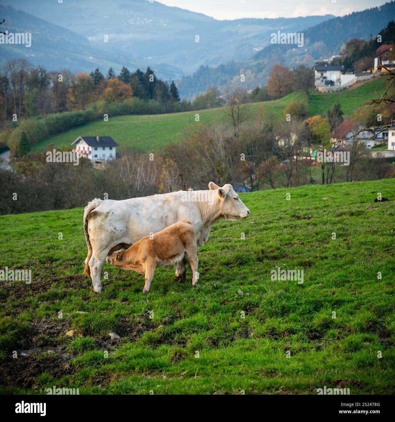 Cow feeding calf on green alpine slope Stock Photo - Alamy