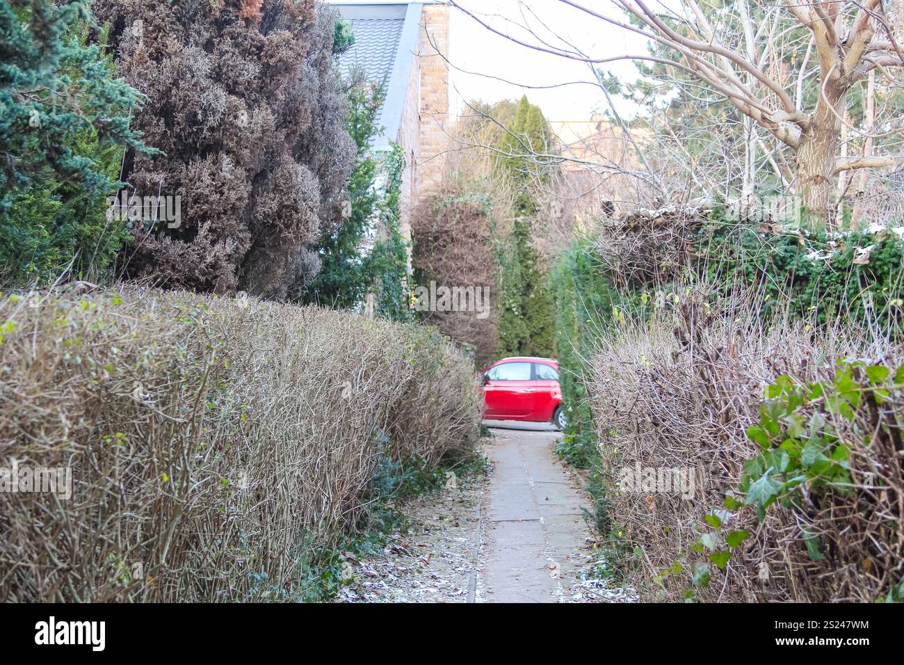 A quiet pathway lined with trimmed hedges reveals a bright red car ...