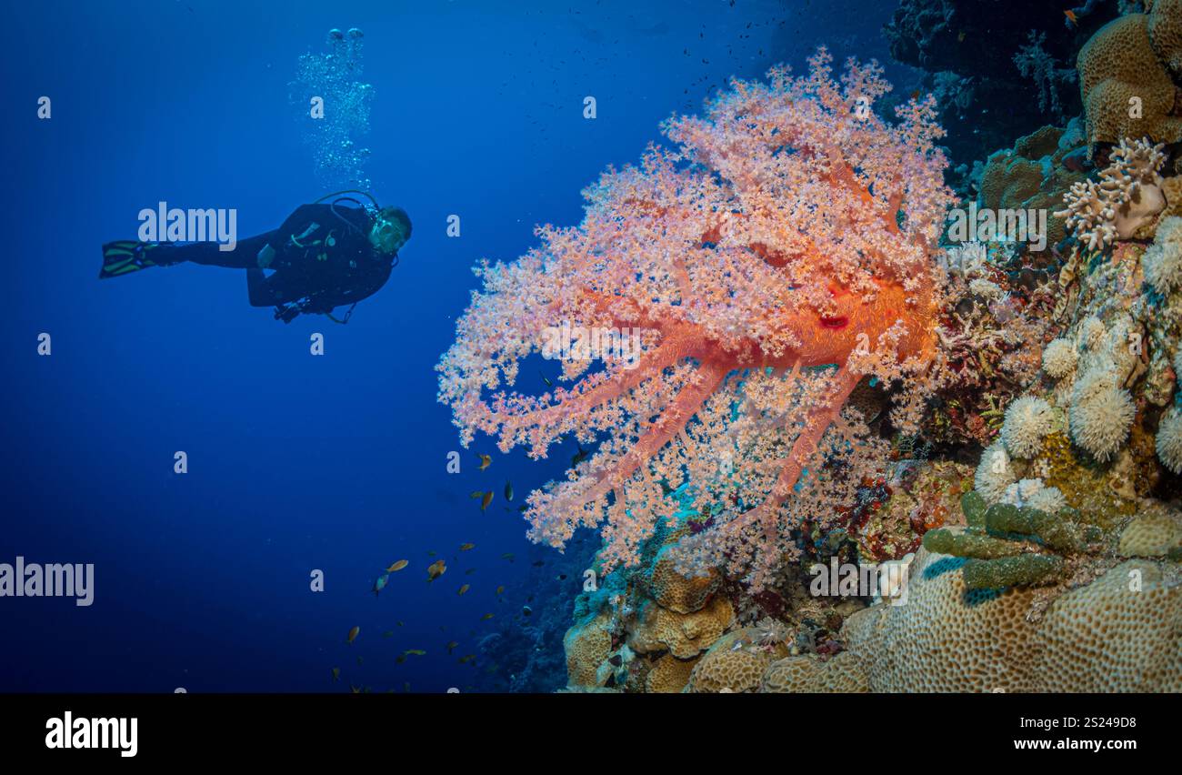Woman diver on Daedalus Reef, Red Sea, Egypt Stock Photo - Alamy
