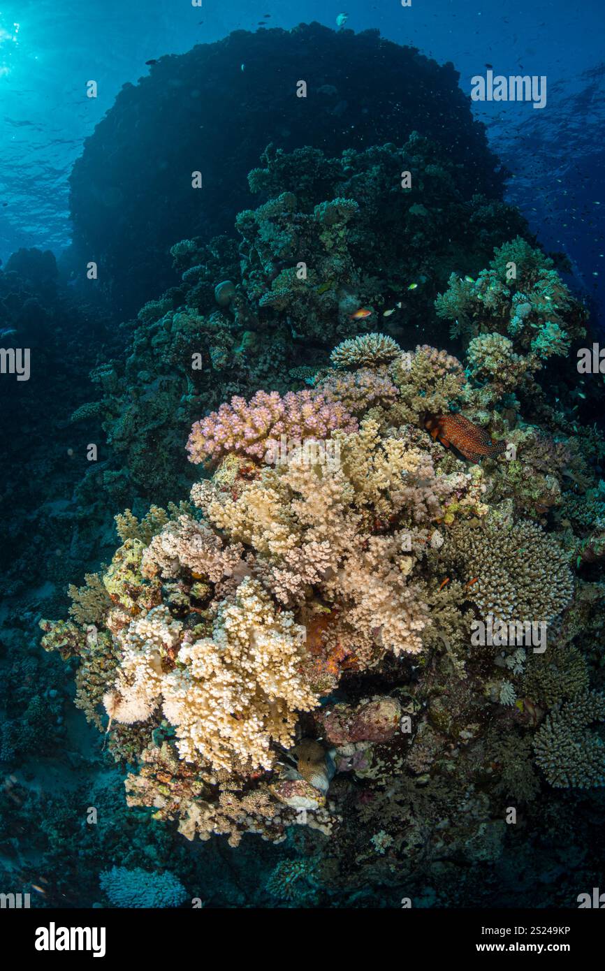 Corals on the Abu Dhabab divesite, Red Sea, Egypt Stock Photo - Alamy