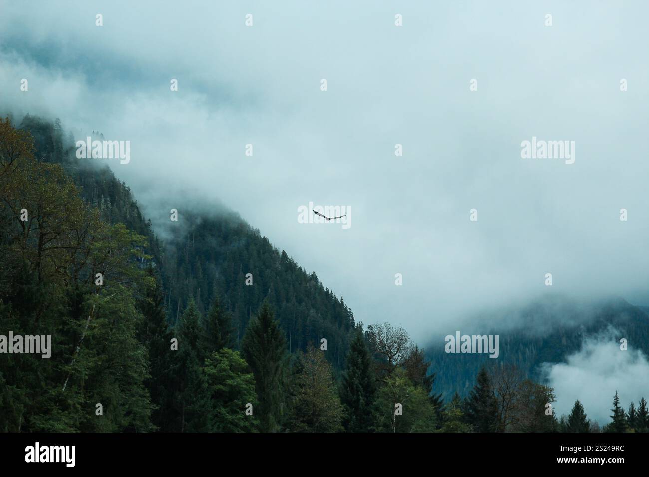 Fernet branca natur hi-res stock photography and images - Alamy