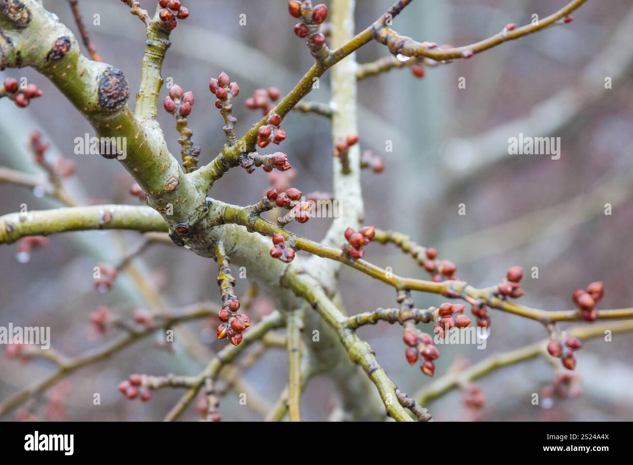 Tree branches are adorned with budding flowers, signaling the arrival ...