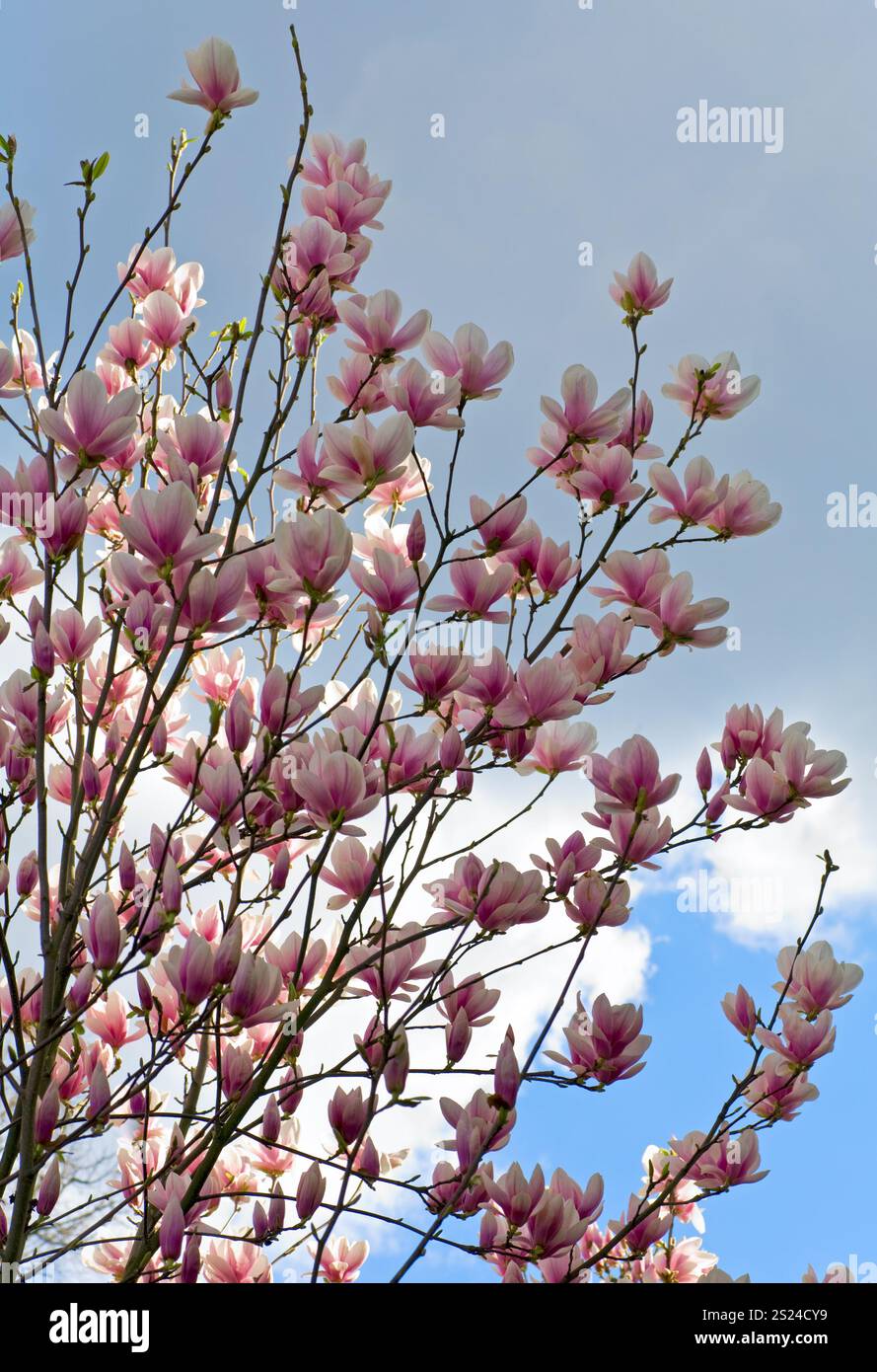 Blossoming twig of magnolia-tree on cloudy sky background Stock Photo ...