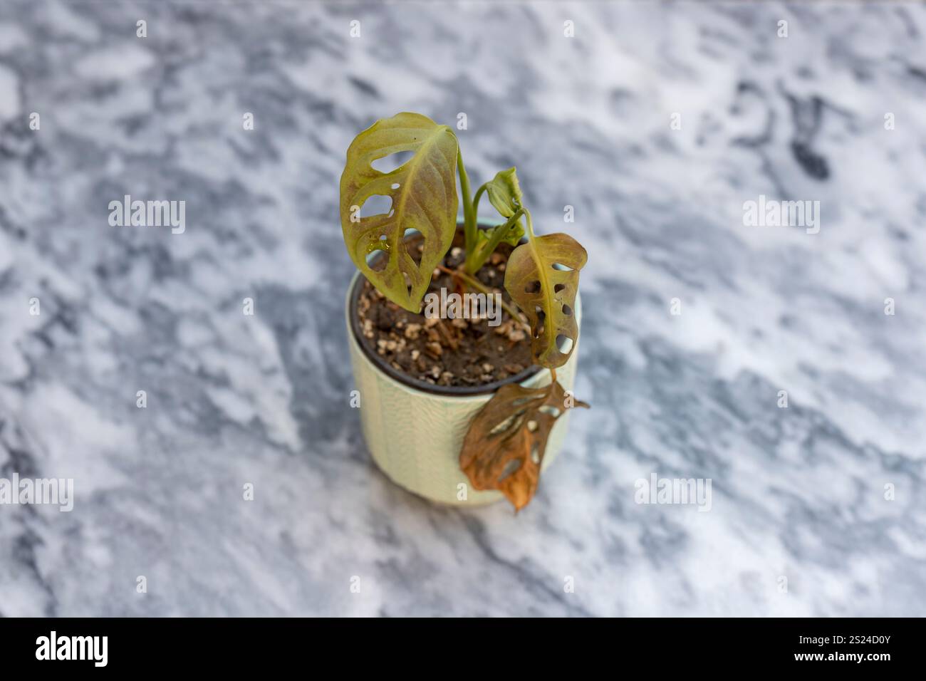 Top view of monstera adansonii with dry and damaged leaves on a marble ...