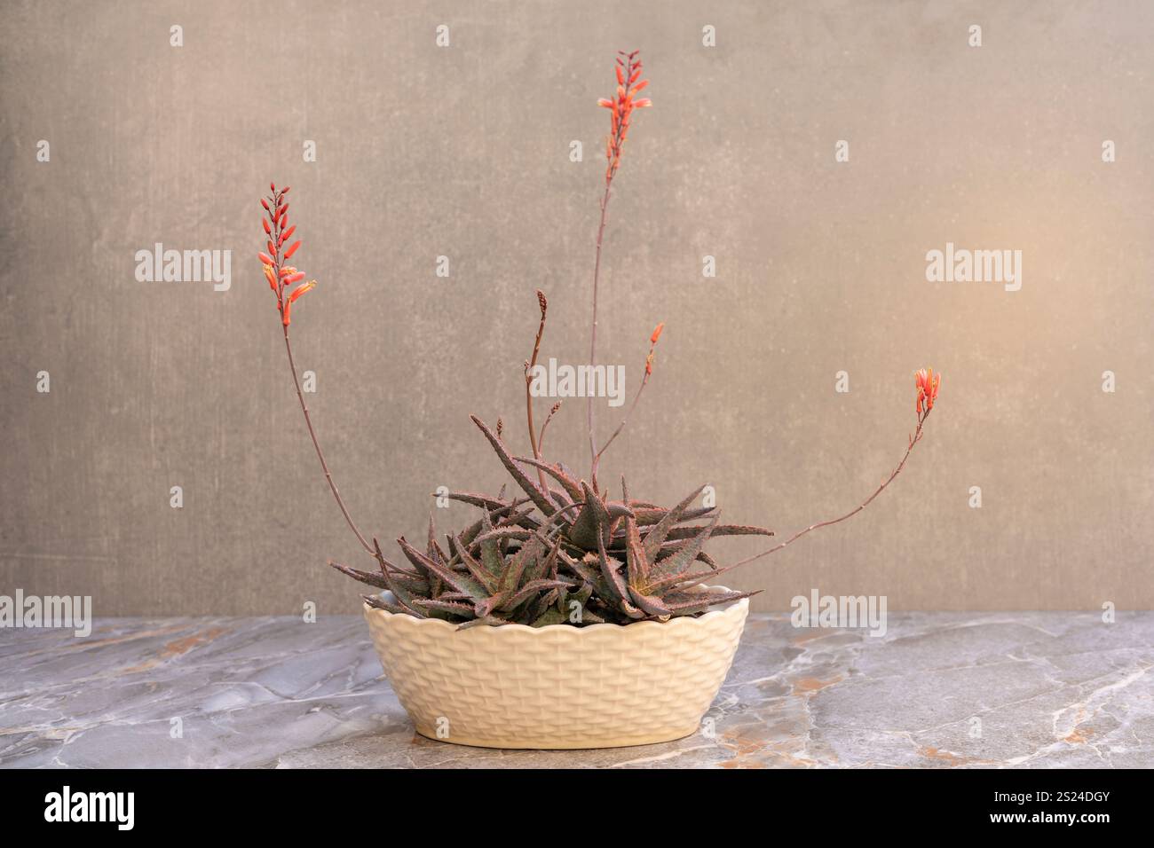 Aloe pink blush hi-res stock photography and images - Alamy