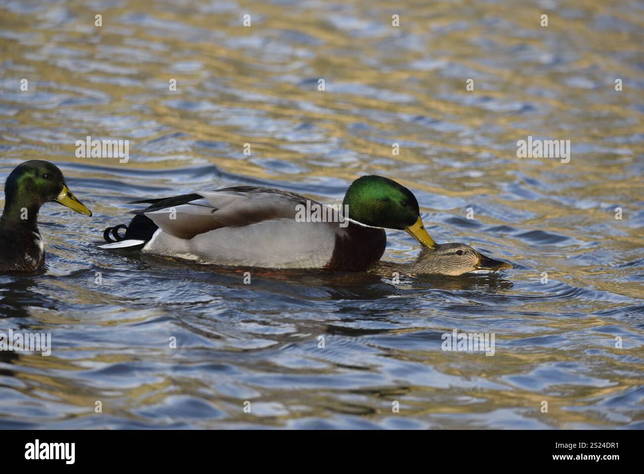 A Breeding Pair of Mallards (Anas platyrhynchos) Exhibiting Breeding ...