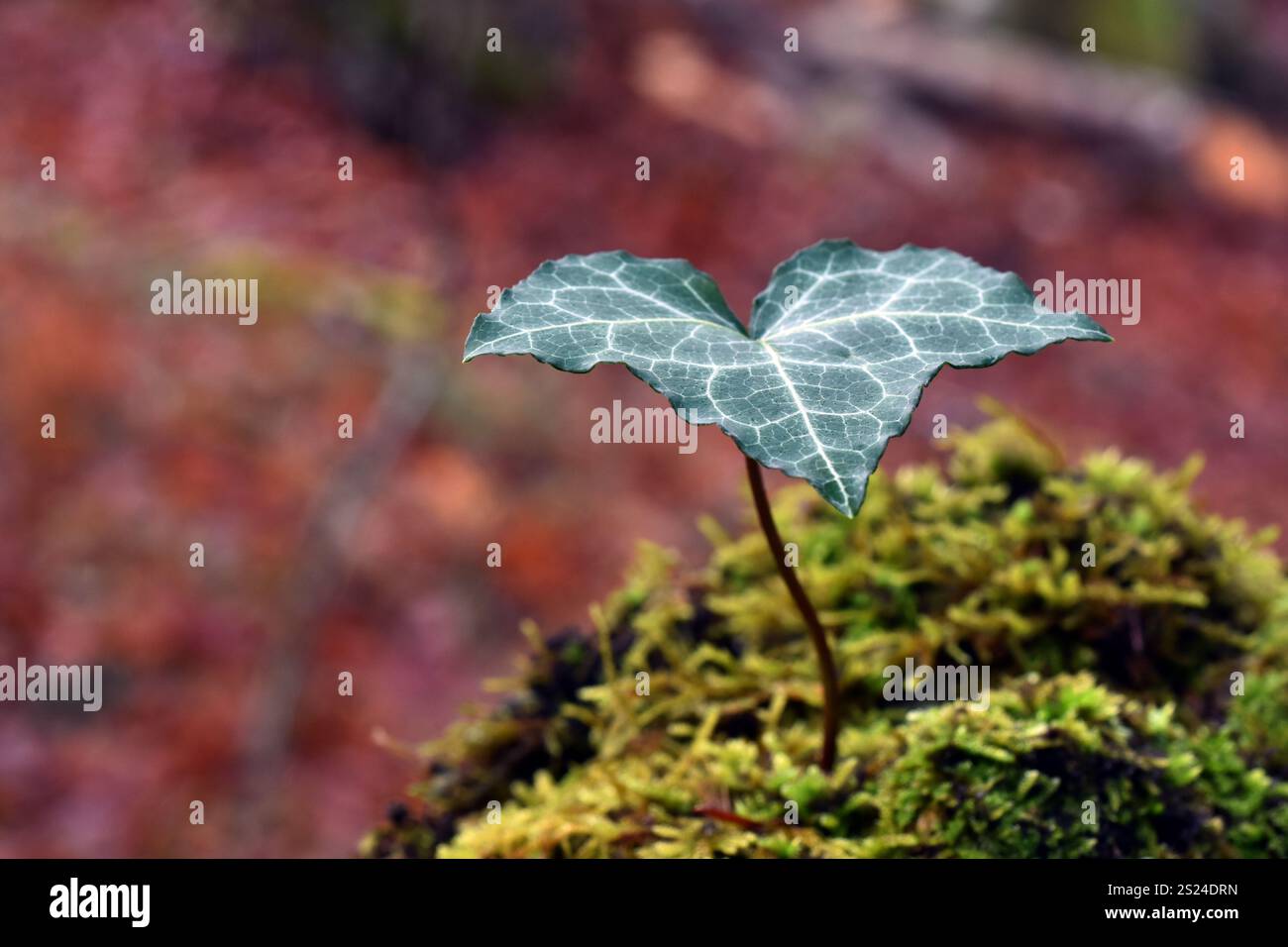 A green leaf of ivy (Hedera helix) grows on moss in a forest Stock ...