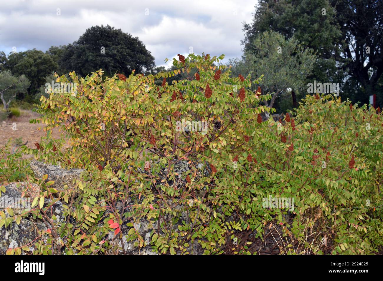 Specimens of Sicilian sumac (Rhus coriaria) in flower Stock Photo - Alamy