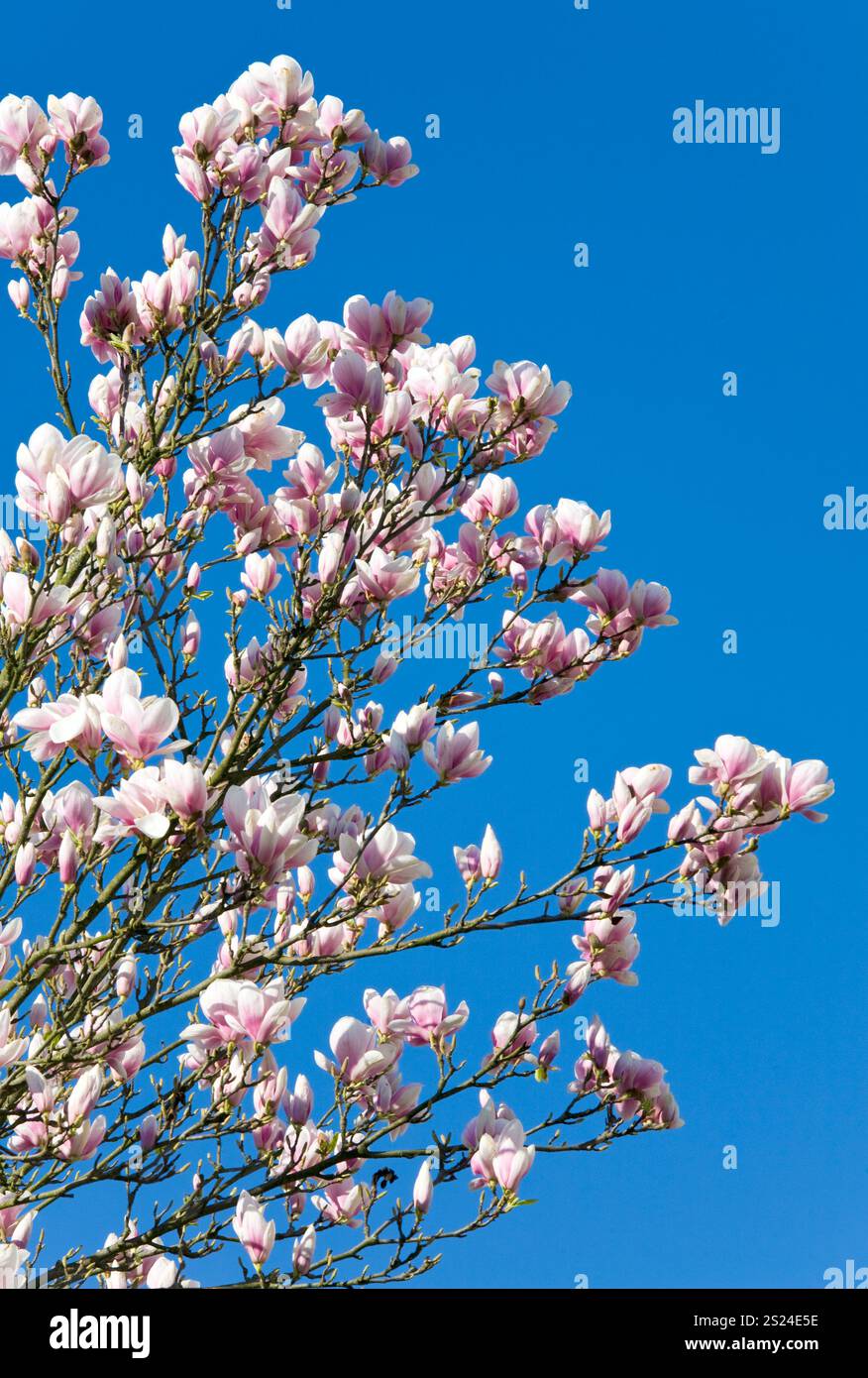 Blossoming twig of magnolia-tree (on blossom tree background Stock ...