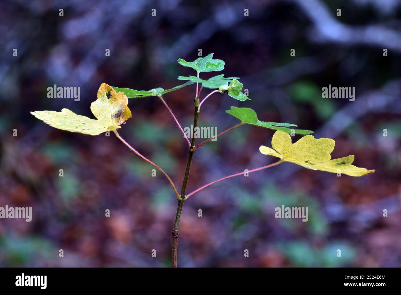 A young specimen of the field maple (Acer campestre) grows in a forest ...