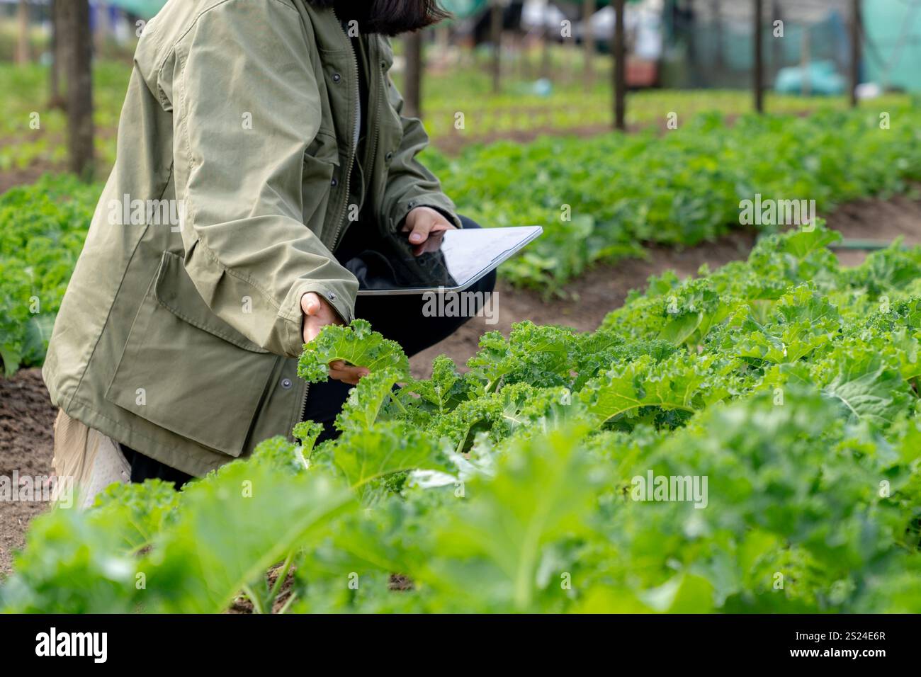 A researcher collecting samples from cultivated vegetables Stock Photo ...