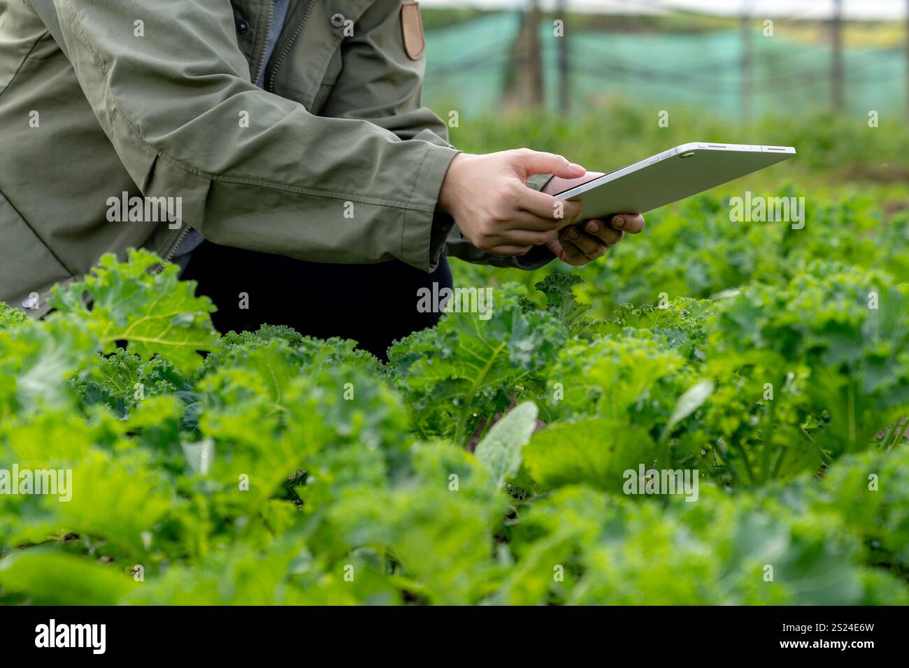 A researcher collecting samples from cultivated vegetables Stock Photo ...