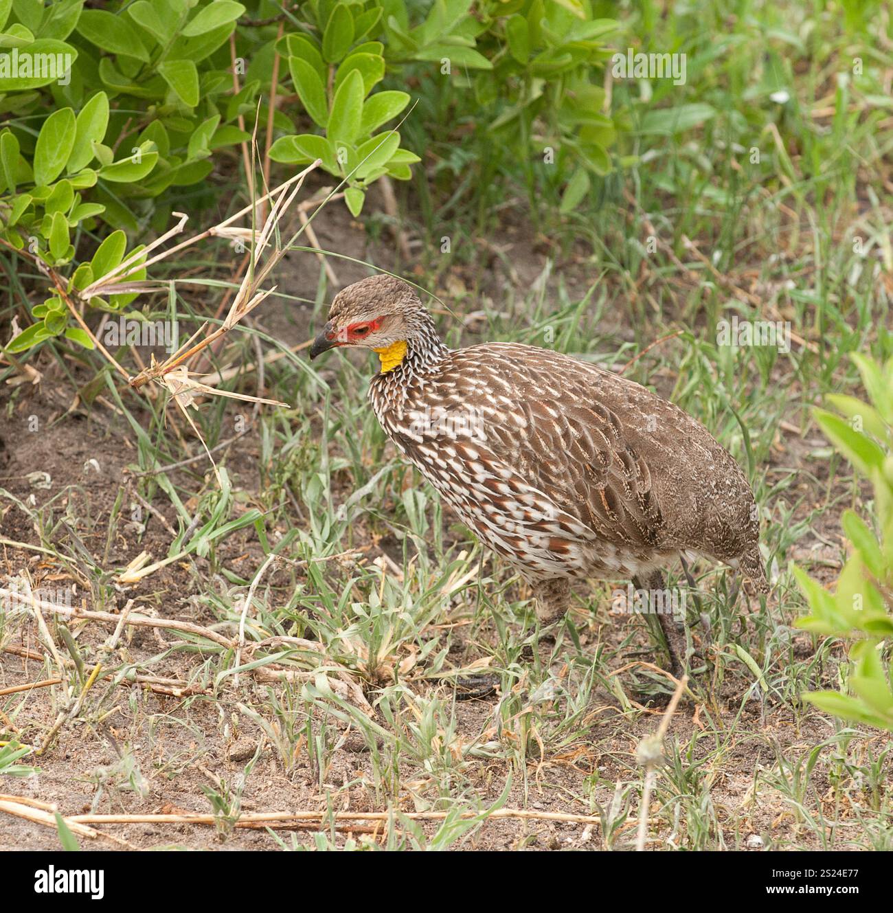Yellow-throated spurfowl (Francolinus leucoscepus Stock Photo - Alamy