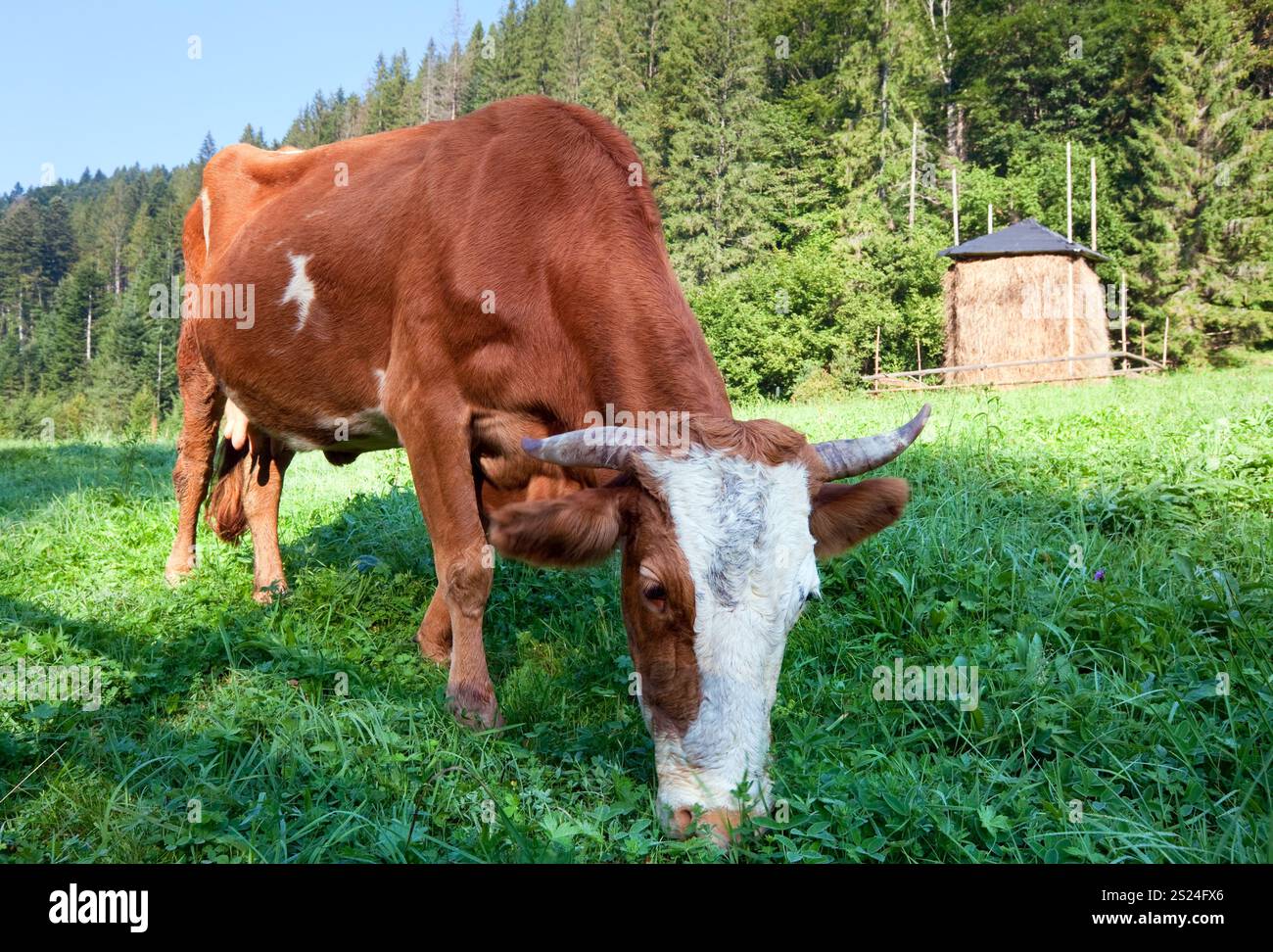 Haystack and cow on misty morning mountainside (Carpathian, Ukraine ...