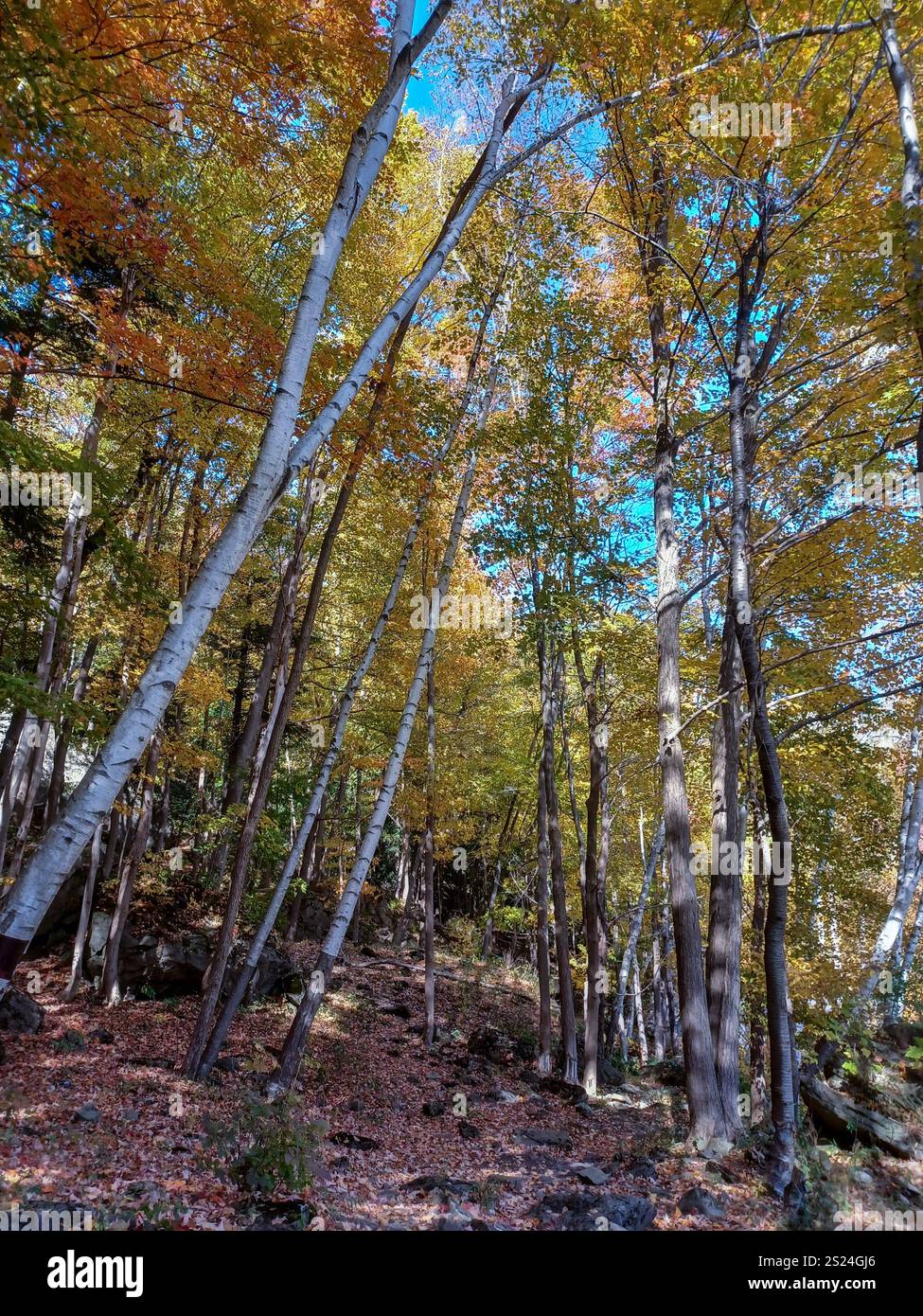 View at the forest part of Glen trail near the Niagara Falls Stock ...