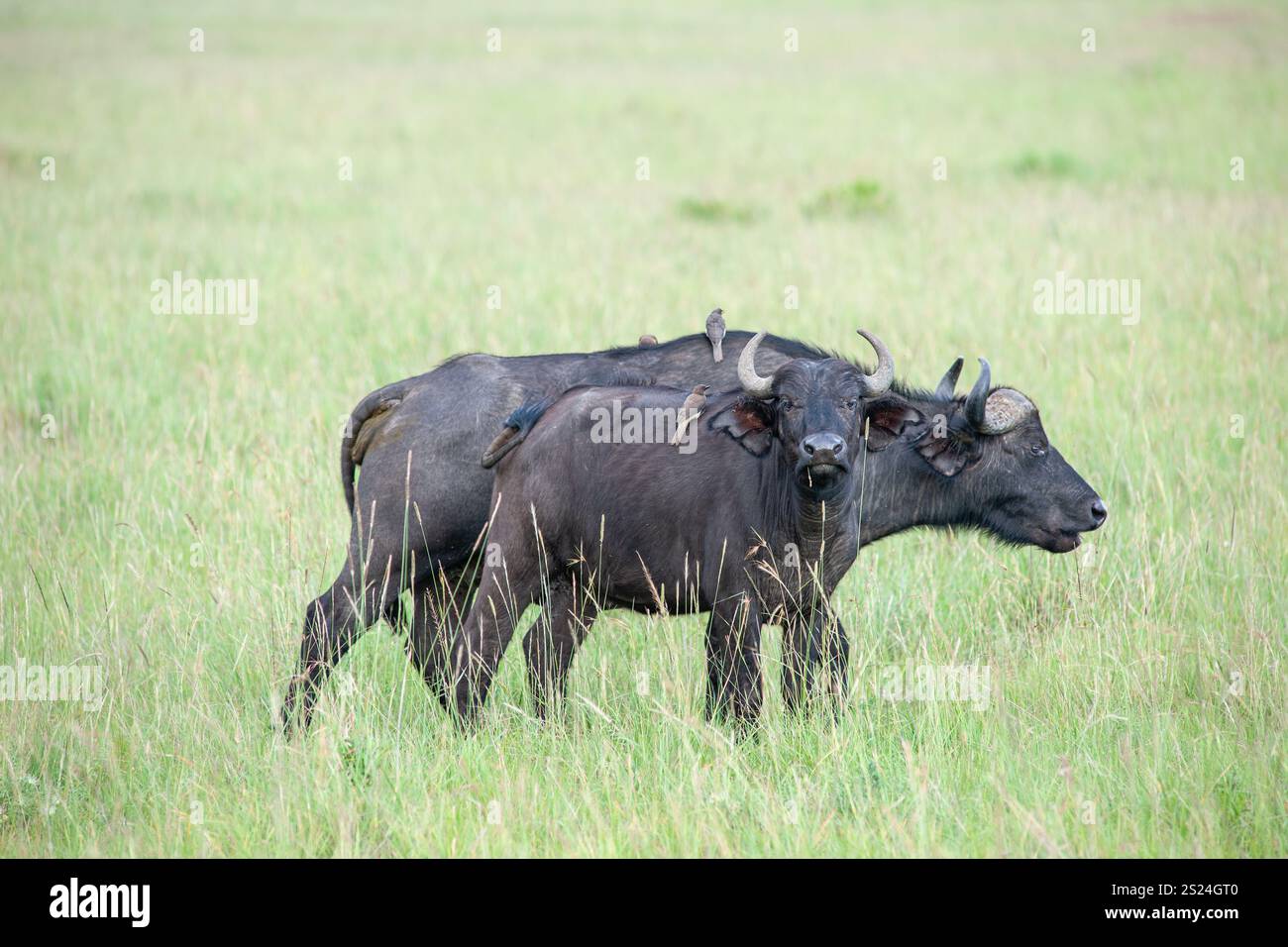 Buffel in afrika hi-res stock photography and images - Alamy