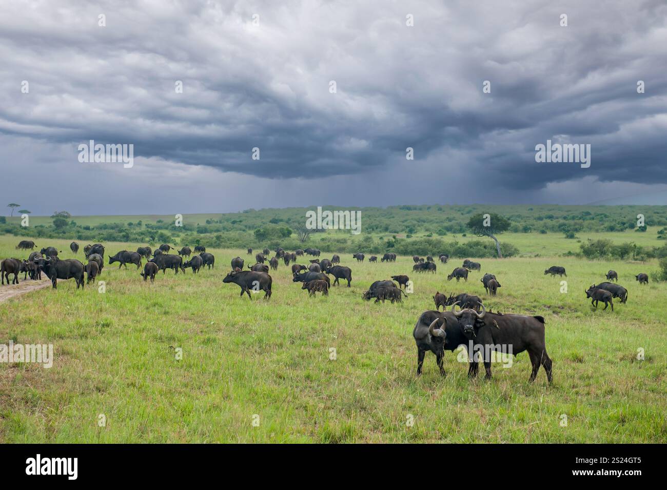 Buffel afrika hi-res stock photography and images - Alamy