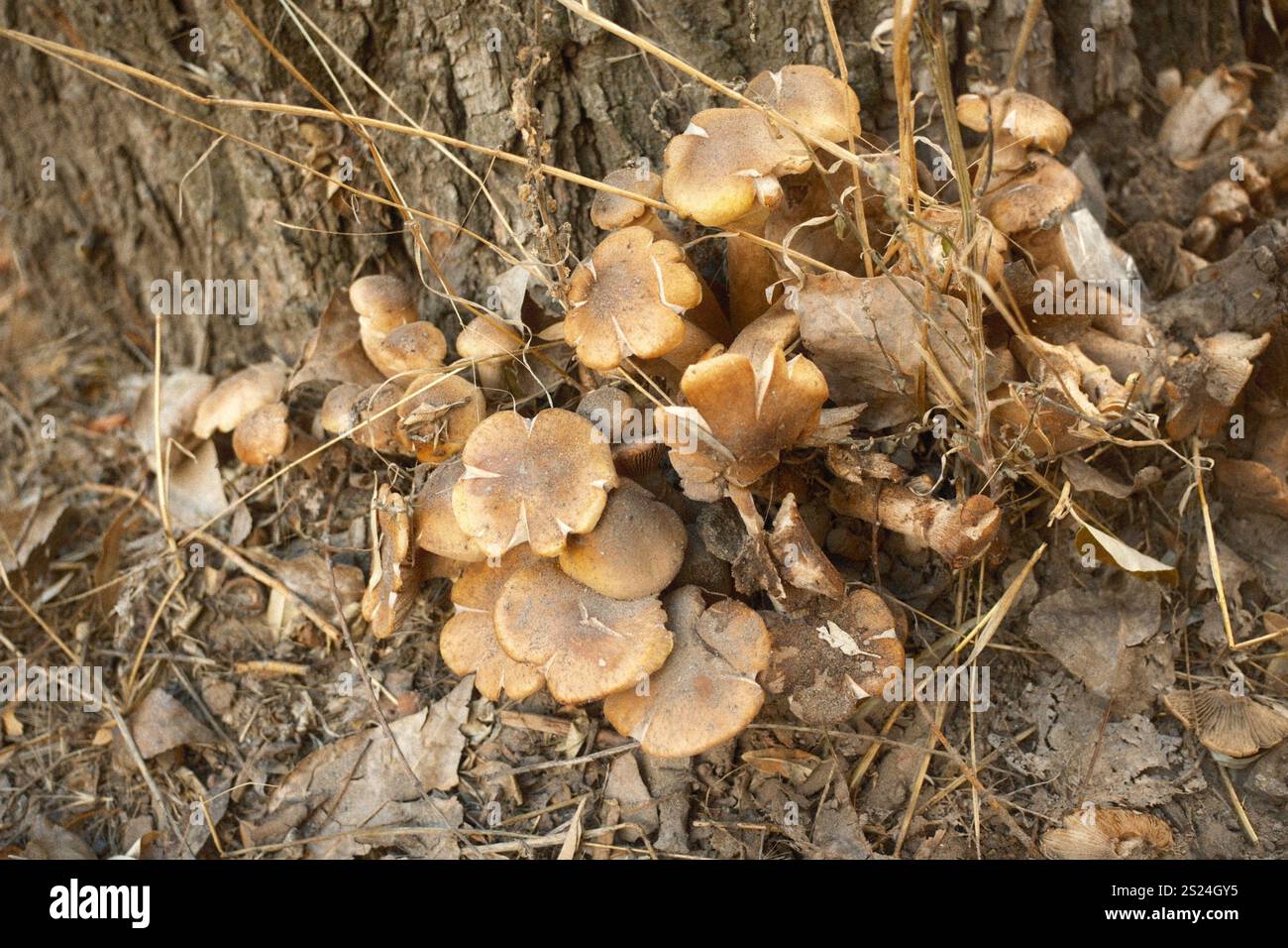 The mushroom species Armillaria tabescens, or honey mushroom, grows in ...
