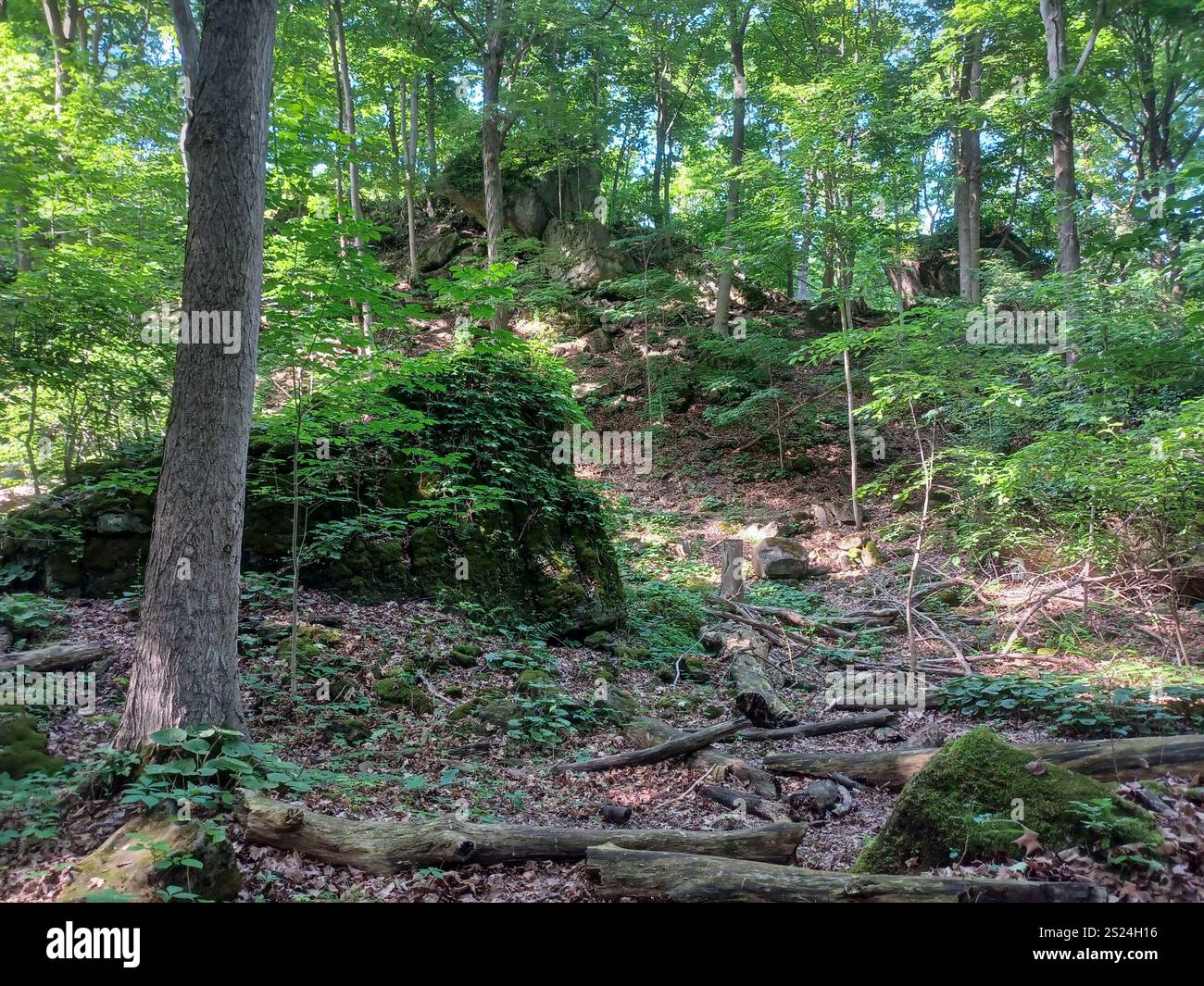 View at the forest part of Niagara Glen trail near the Niagara Falls ...
