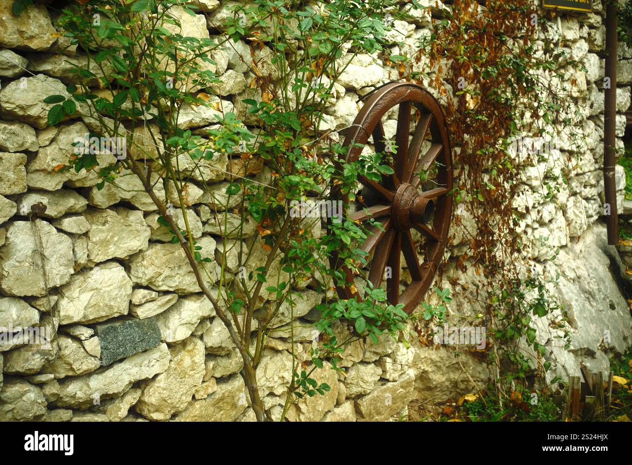 Antique wagon wheel on a stone wall with climbing plants Stock Photo ...