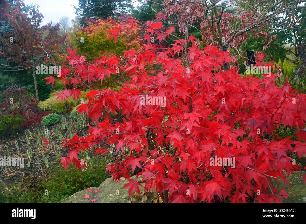 Bright Red Acer Palmatum 'Osakazuki' (Japanese Maple Tree) grown in the ...