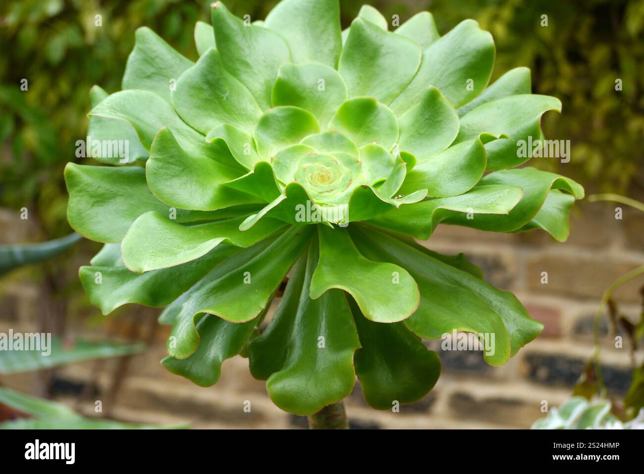 Large Single Green Aeonium Undulatum (Saucer Plant) Succulent grown in ...
