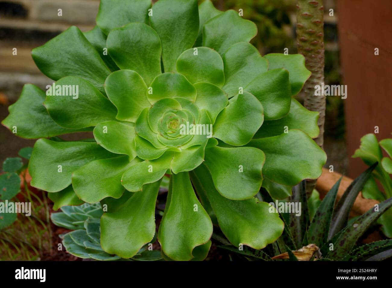 Large Single Green Aeonium Undulatum (Saucer Plant) Succulent grown in ...