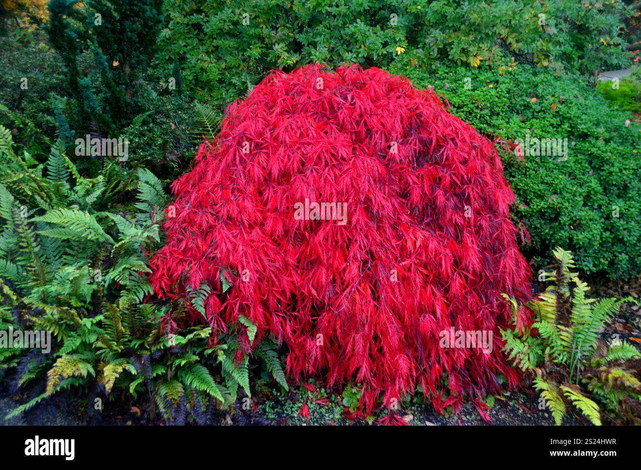 Bright Red Acer Palmatum 'Tamukeyama' (Japanese Maple Tree) grown in ...