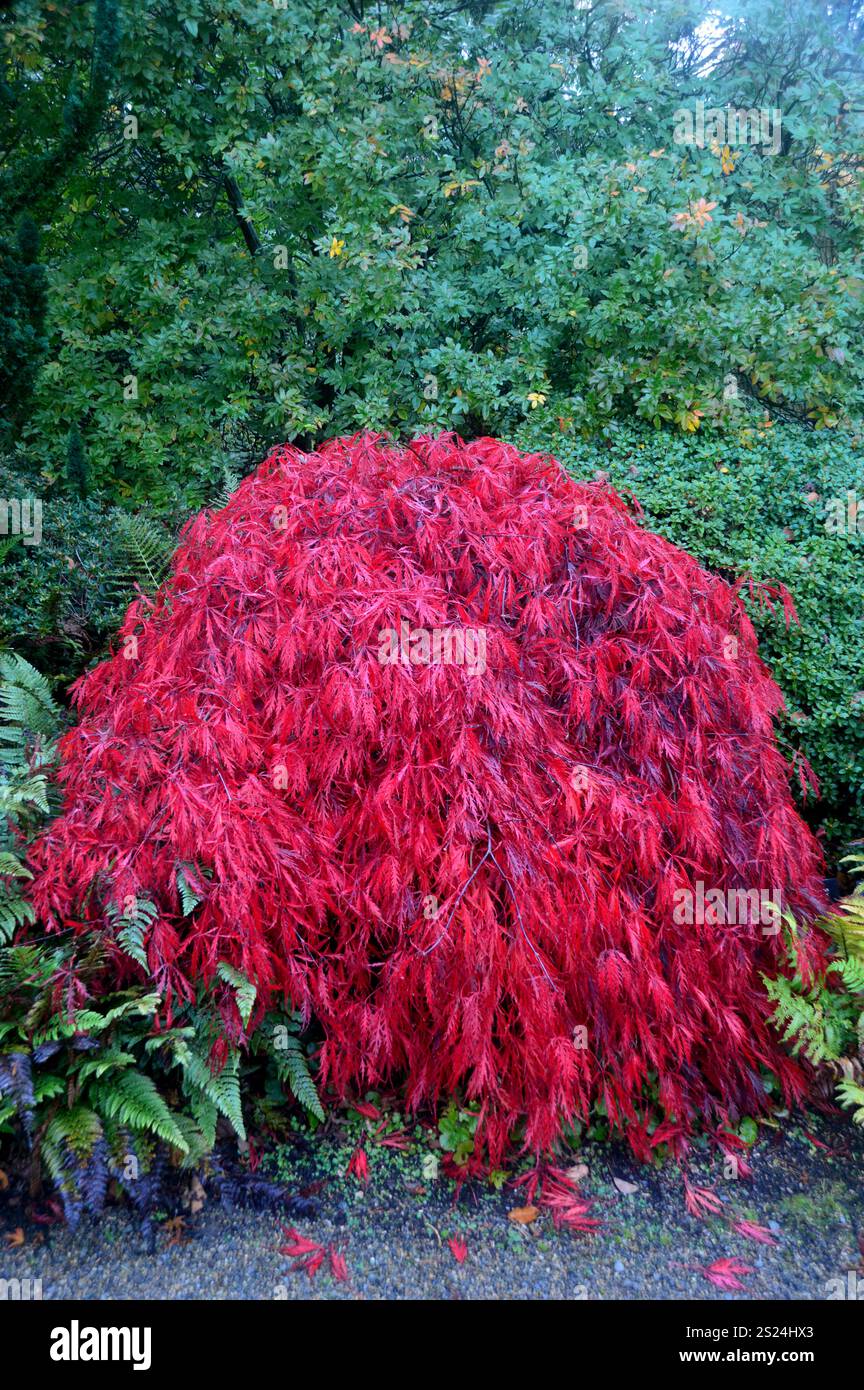 Bright Red Acer Palmatum 'Tamukeyama' (Japanese Maple Tree) grown in ...