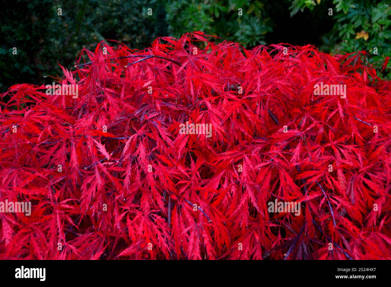 Bright Red Acer Palmatum 'Tamukeyama' (Japanese Maple Tree) grown in ...