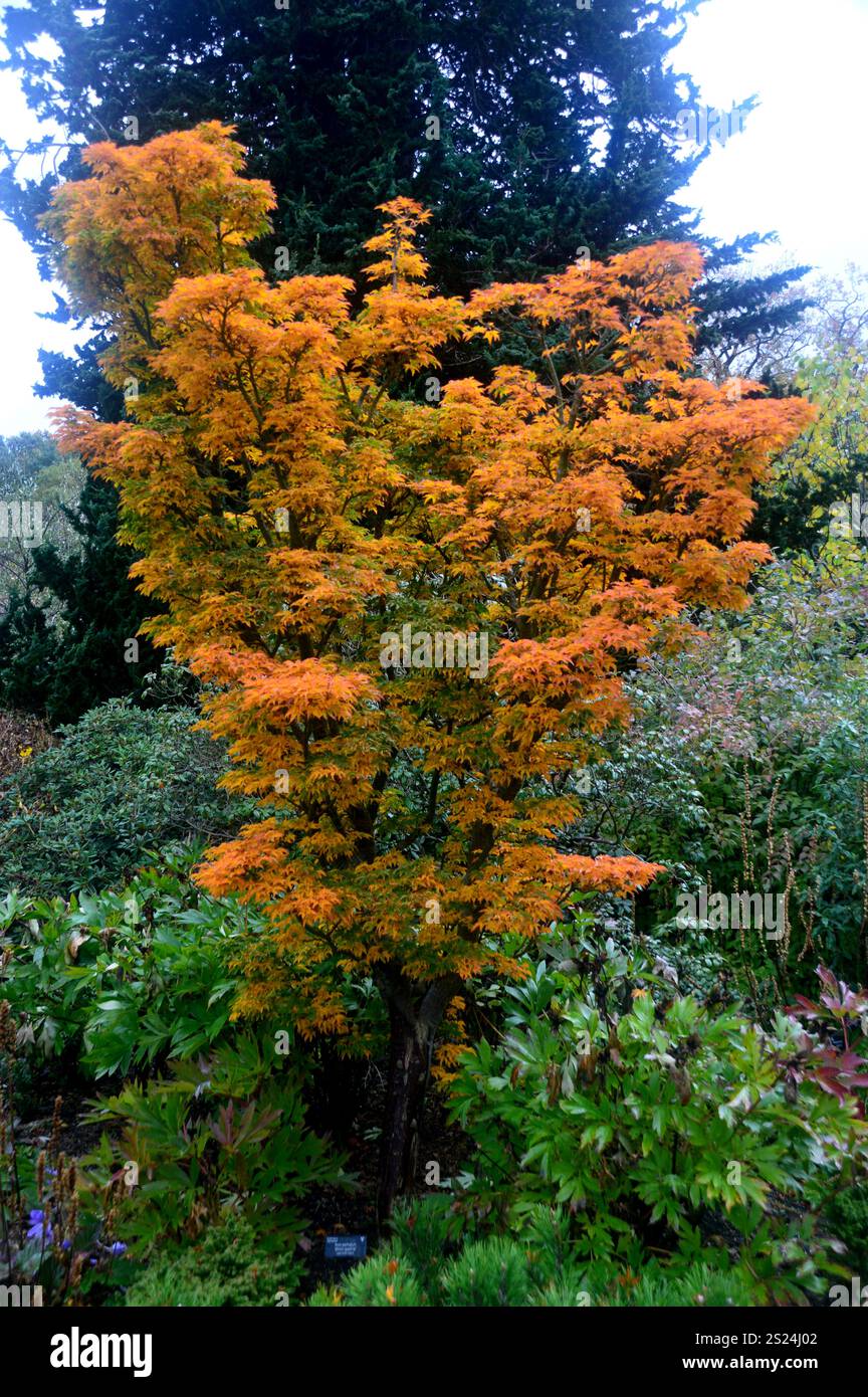 Orange Acer Palmatum 'Shishi-gashira' (Japanese Maple Tree) grown in ...