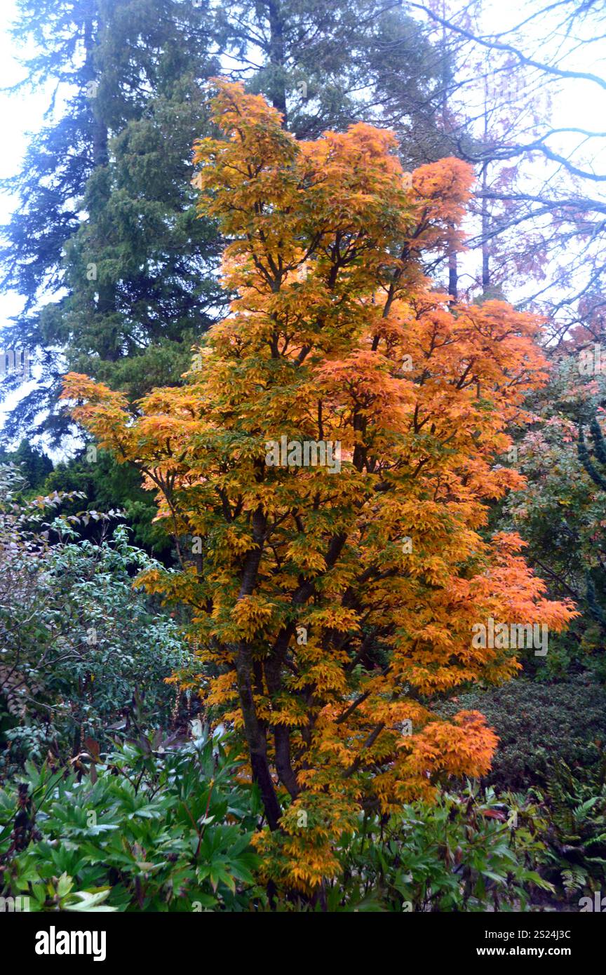 Orange Acer Palmatum 'Shishi-gashira' (Japanese Maple Tree) grown in ...