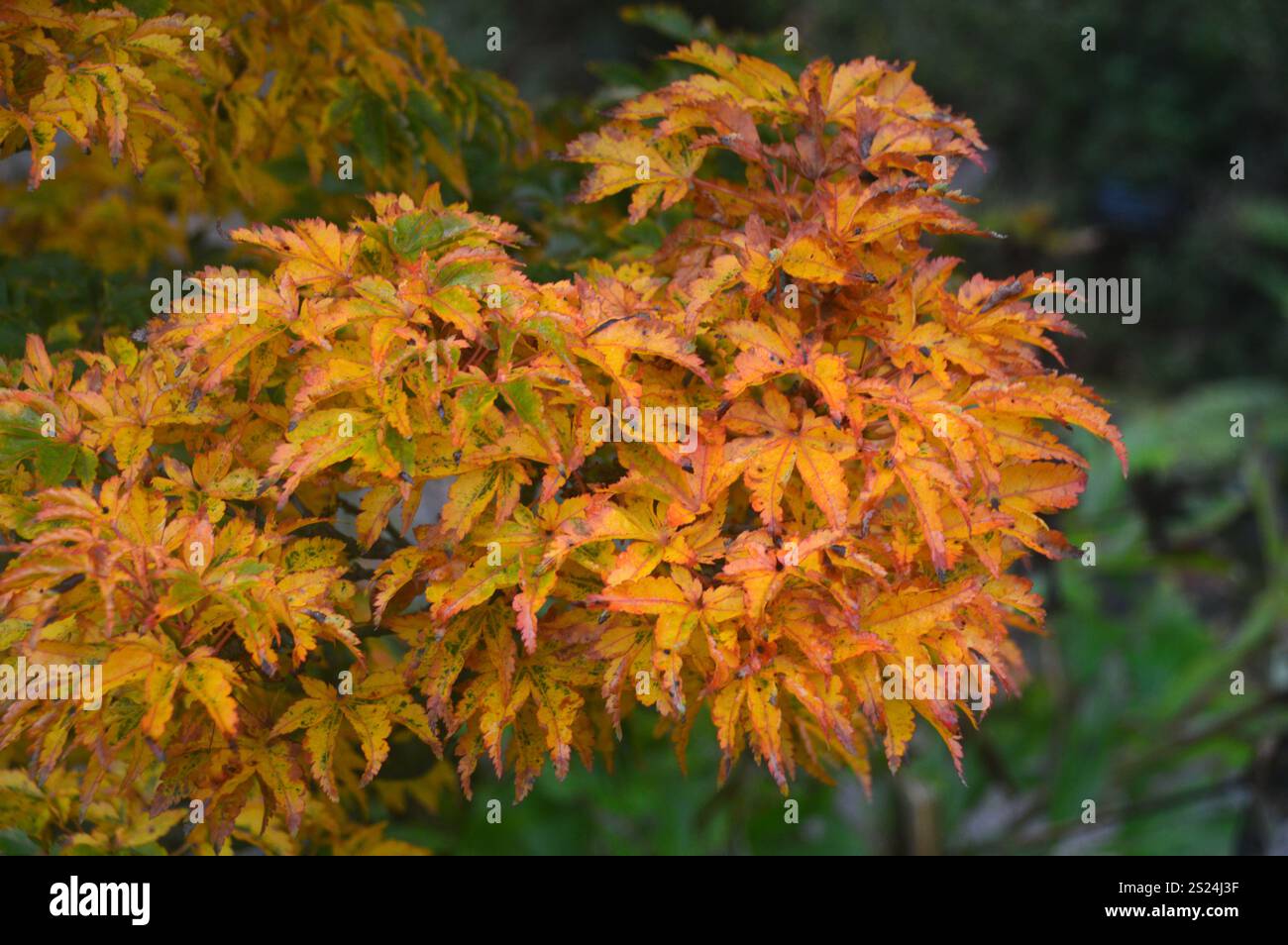 Orange Acer Palmatum 'Shishi-gashira' (Japanese Maple Tree) grown in ...