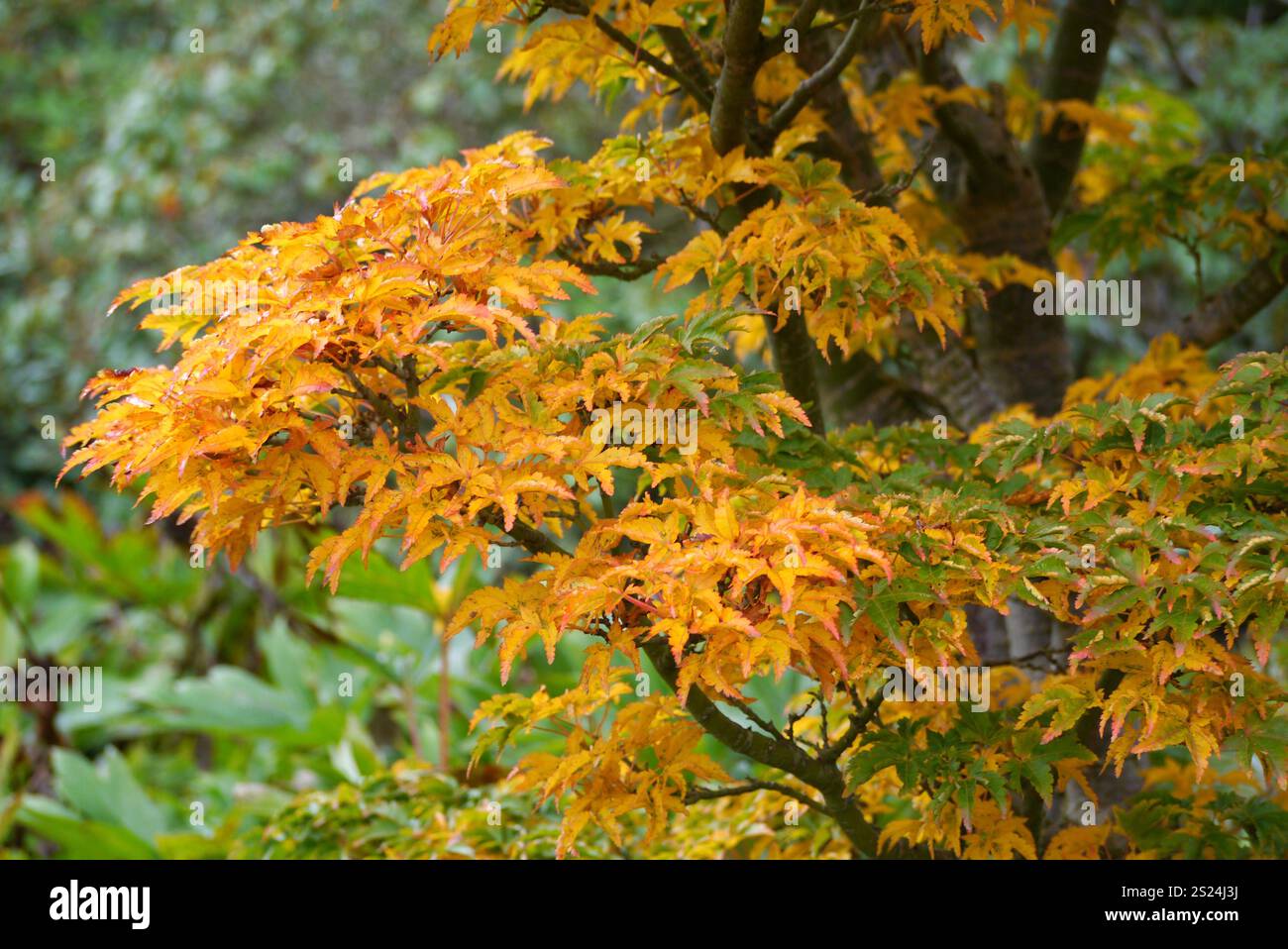 Orange Acer Palmatum 'Shishi-gashira' (Japanese Maple Tree) grown in ...