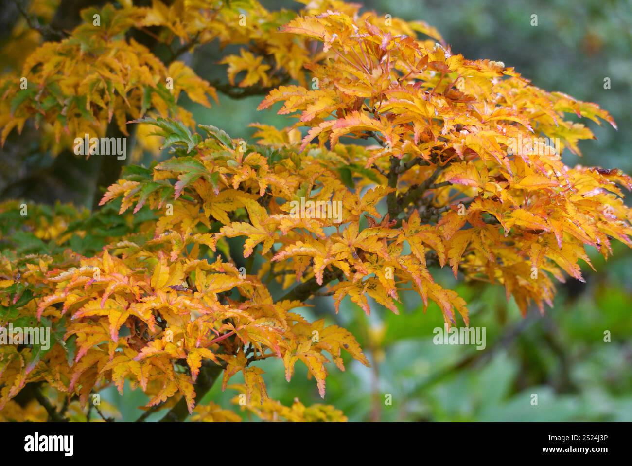 Orange Acer Palmatum 'Shishi-gashira' (Japanese Maple Tree) grown in ...
