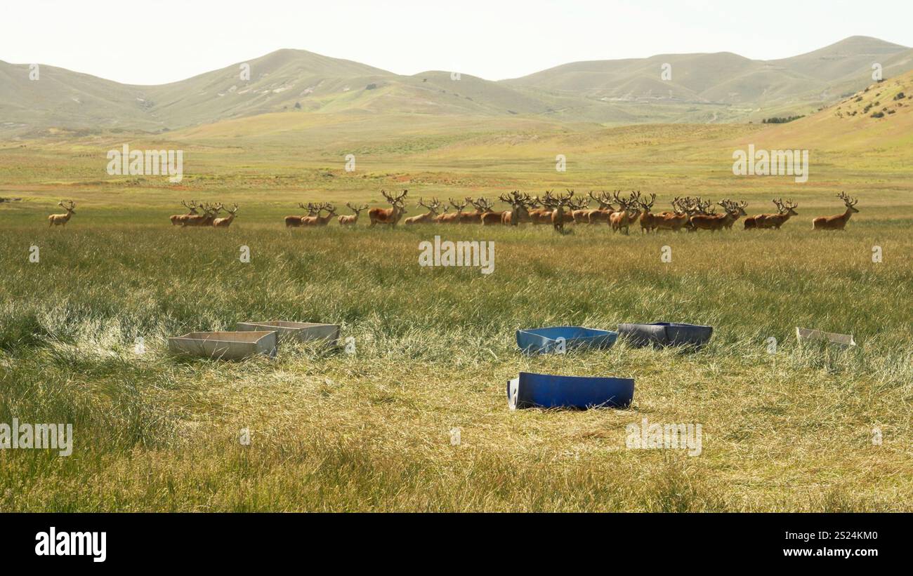 Herd of red deer on a deer farm in Patagonia in Argentina Stock Photo ...