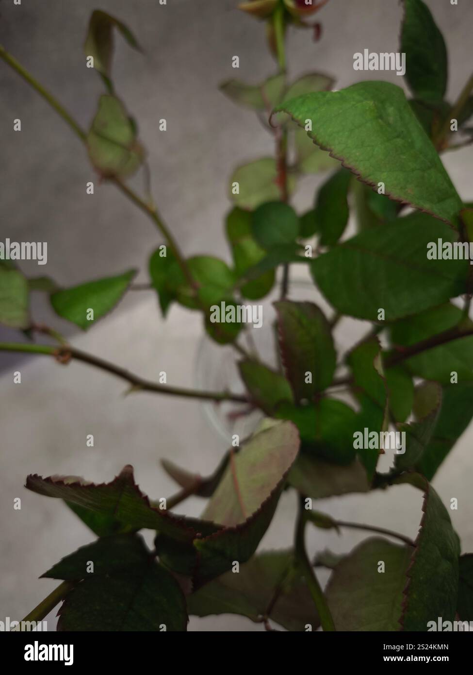 Wilting flower hi-res stock photography and images - Alamy