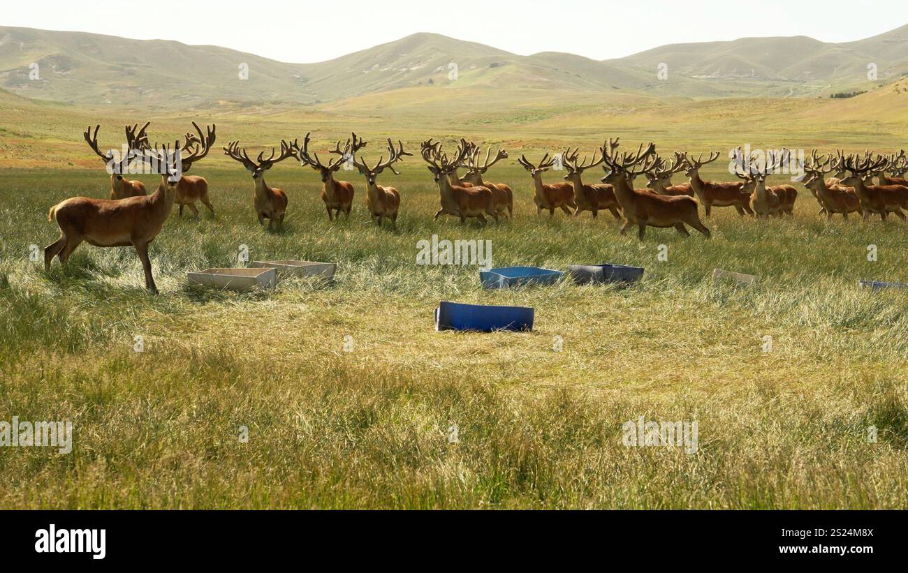 Herd of red deer on a deer farm in Patagonia in Argentina Stock Photo ...