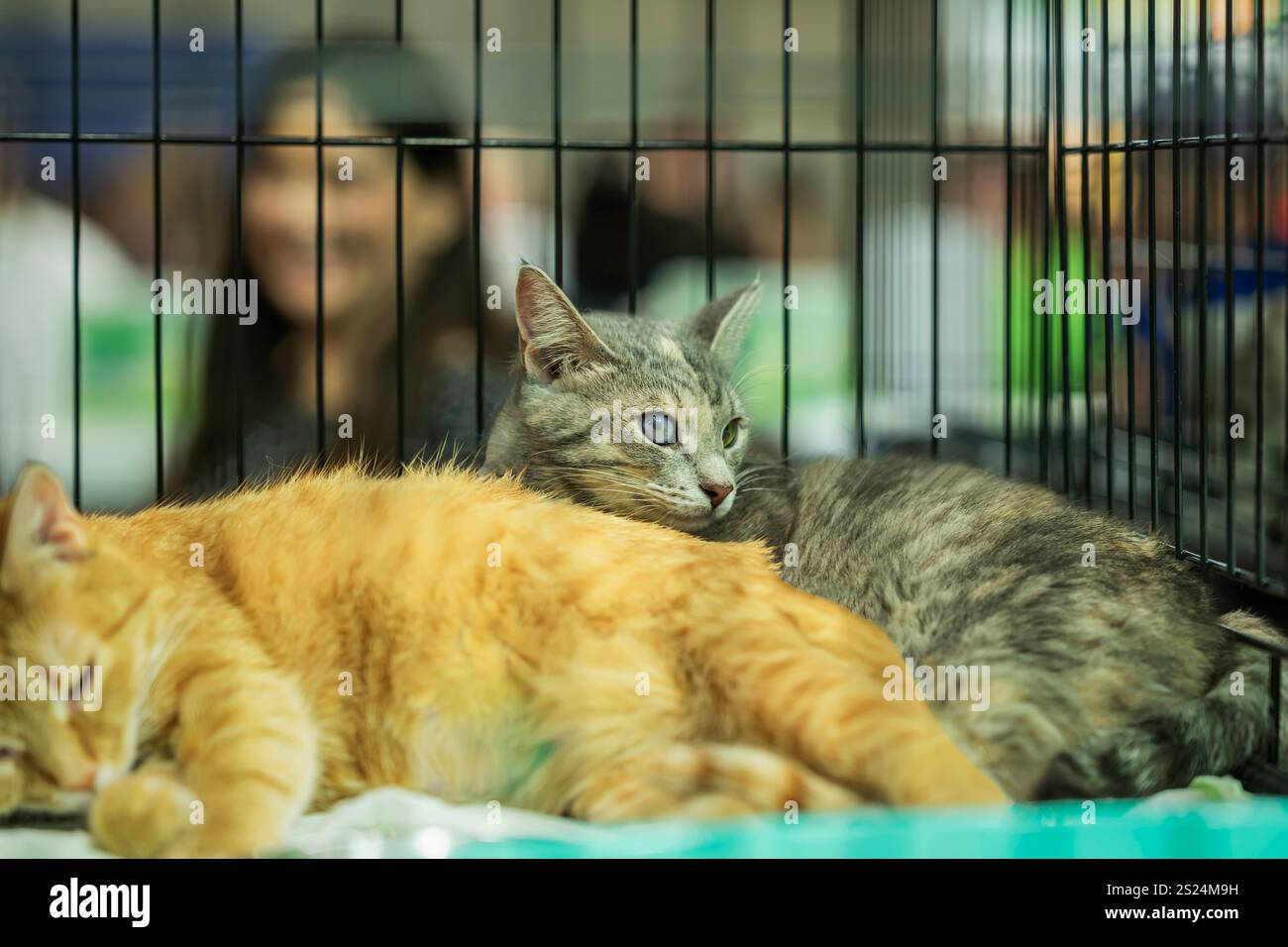Two cats are together in a cage, one of which has sore eye. Pet care ...
